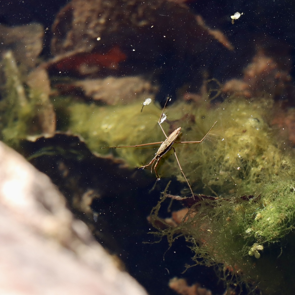 North American Common Water Strider from Kaibab, AZ, USA on January 04 ...