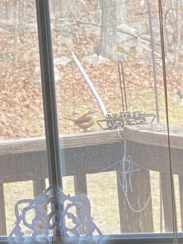 Carolina Wren from Button Shop Rd, Newtown, CT, US on January 5, 2025 ...