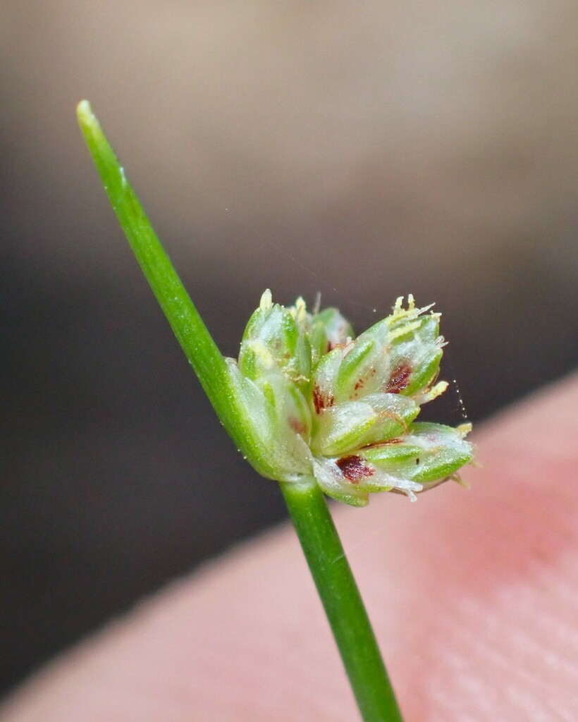 Swamp Club-rush from Gleniffer NSW 2454, Australia on January 5, 2025 ...