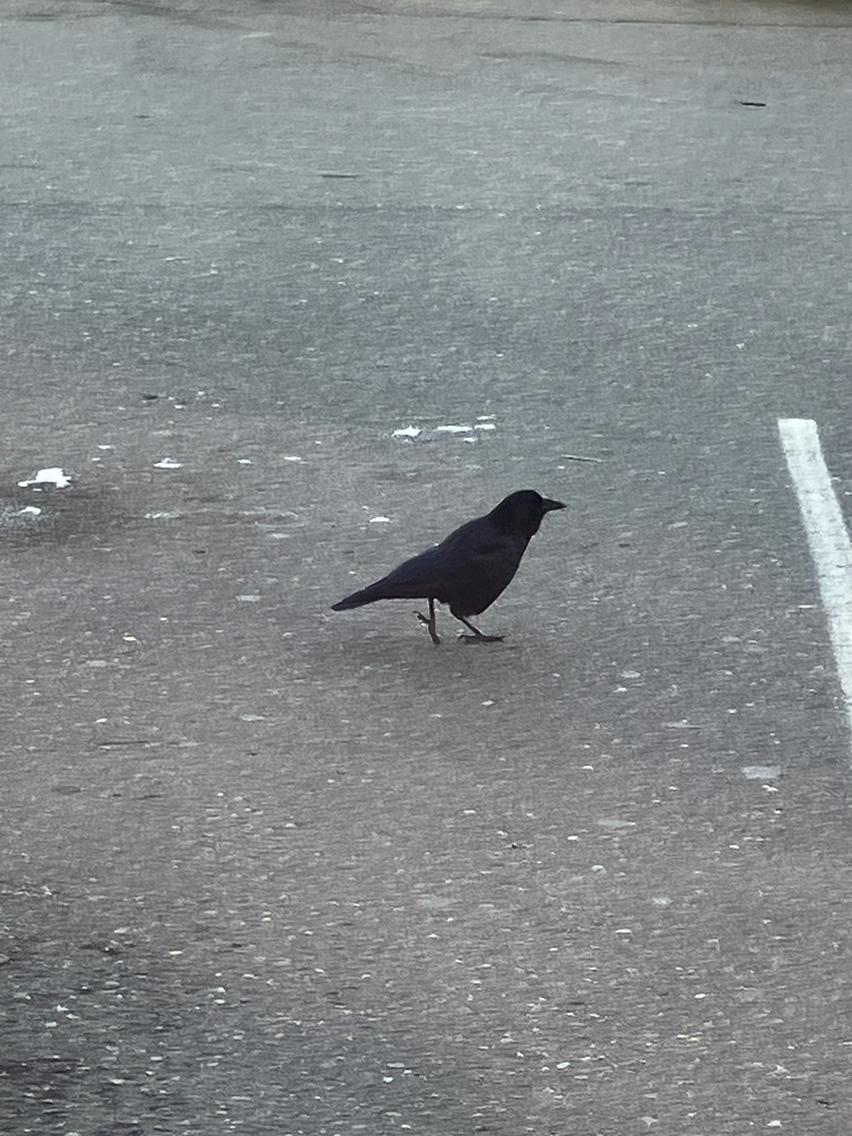 American Crow from Calhoun Commons, Minneapolis, MN, US on January 5 ...