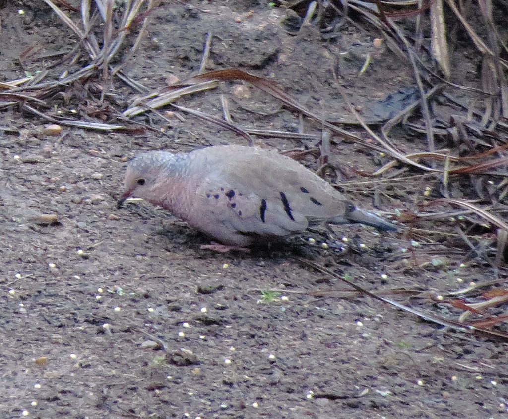 Common Ground Dove from Washington Irving Park, Tulsa County OK on ...