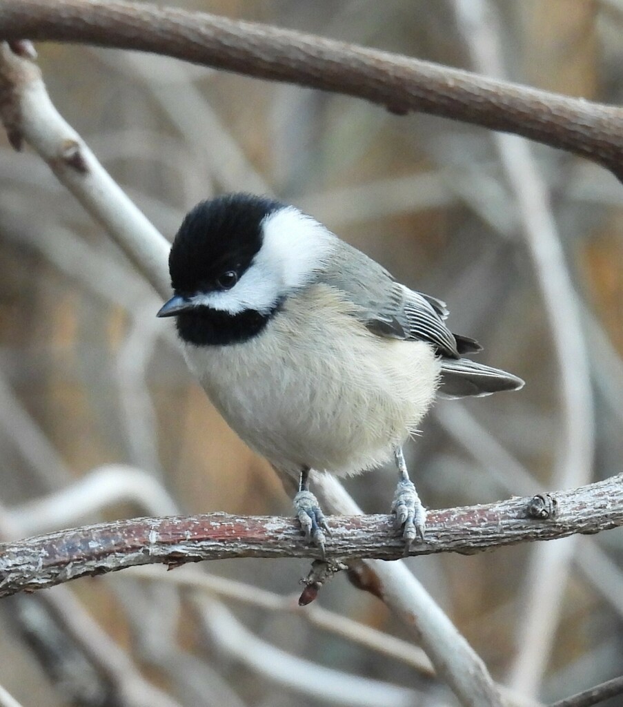 Carolina Chickadee from Pleasant Grove Cemetery, Co. Rd. 400, Lawrence ...