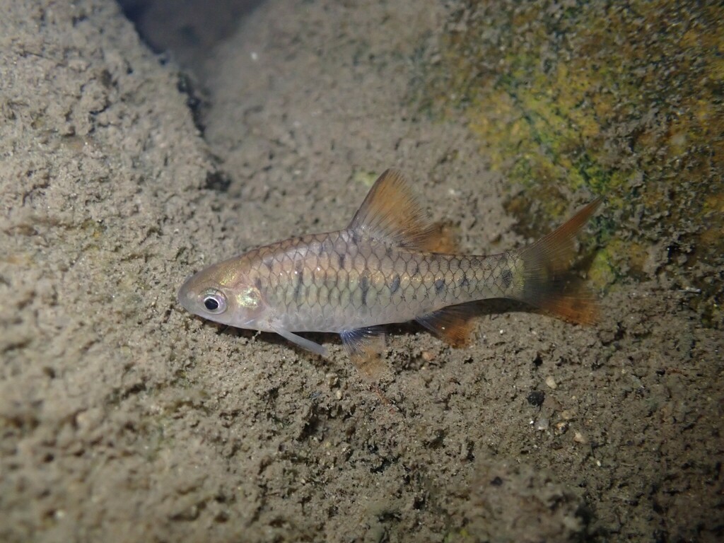 Chinese Barb in January 2025 by C.H.Leung · iNaturalist