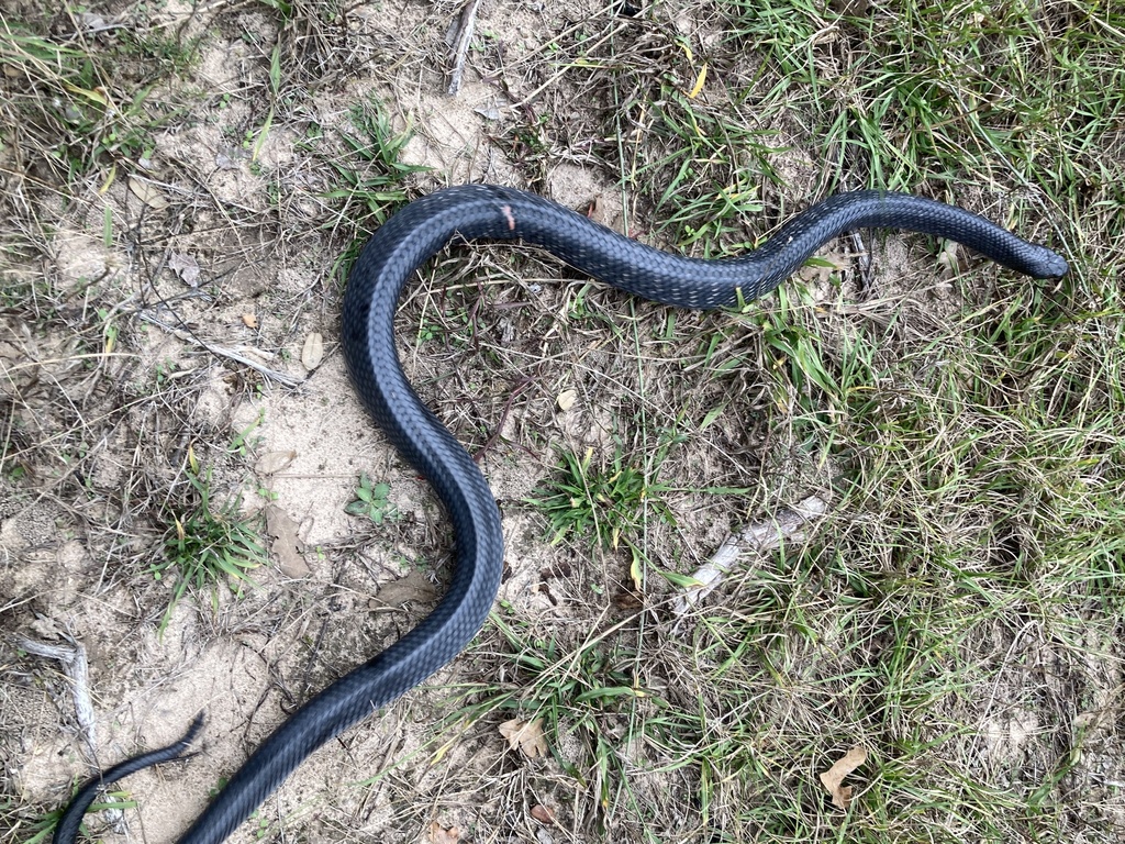 Texas Indigo Snake in January 2025 by sa1183 · iNaturalist