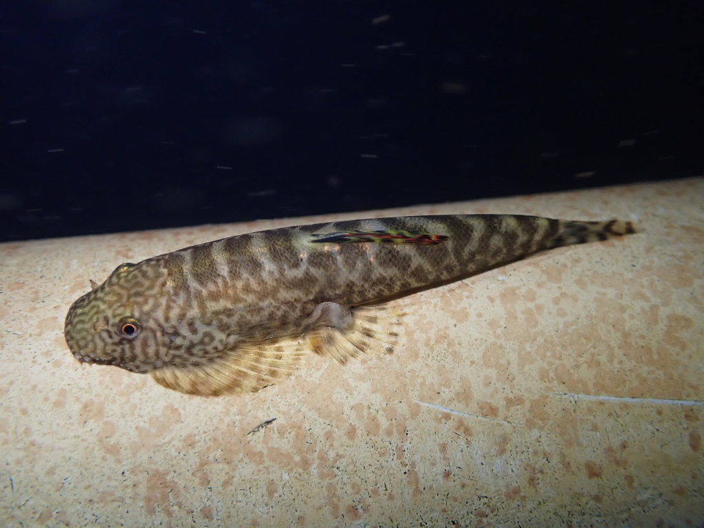Sucker-belly Loach in January 2025 by C.H.Leung · iNaturalist
