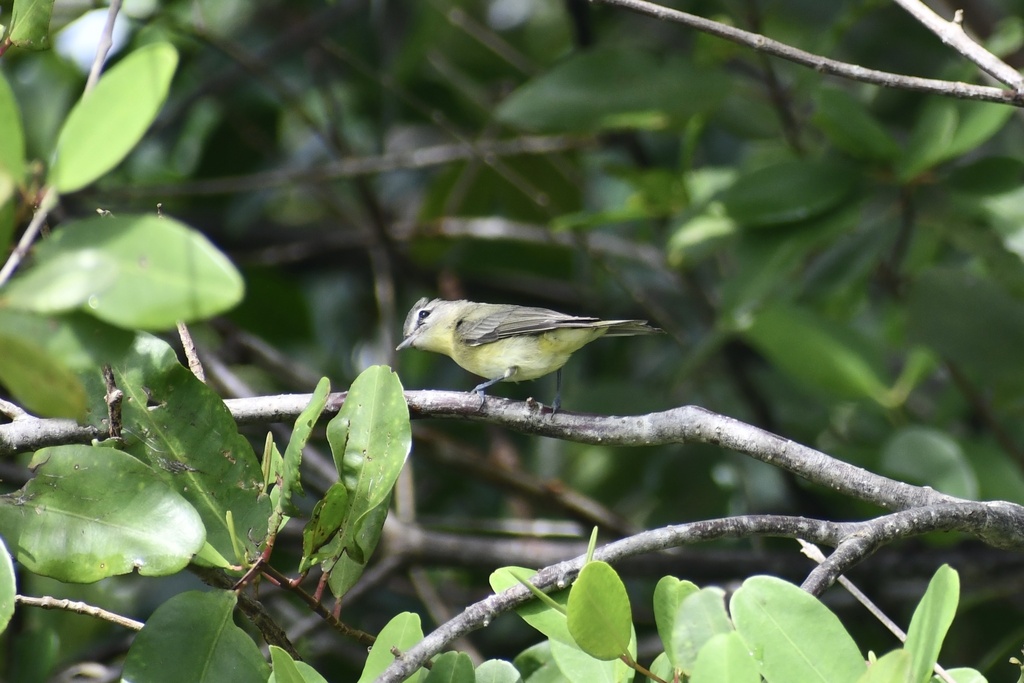Philadelphia Vireo from Captain Hook's Road, Belize, BZ on January 3 ...
