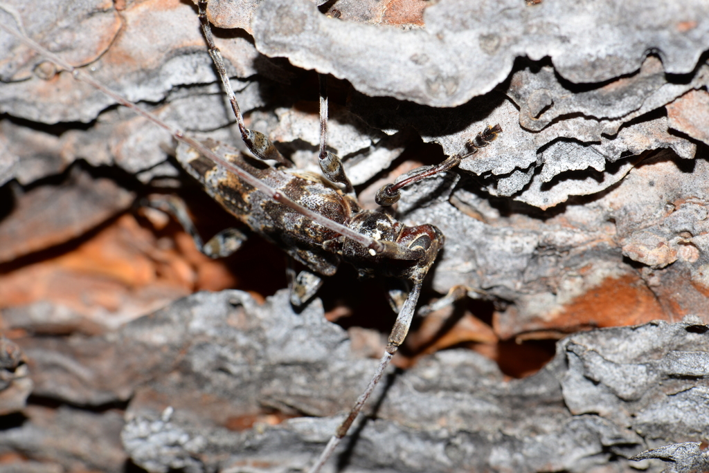 Ponderosa Pine Bark Borer (Bear River Watershed Field Guide) · iNaturalist