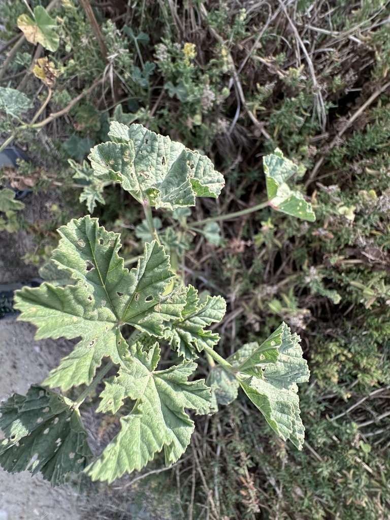 Tree Mallow from Paardevlei Trail, Cape Town, Western Cape, ZA on ...