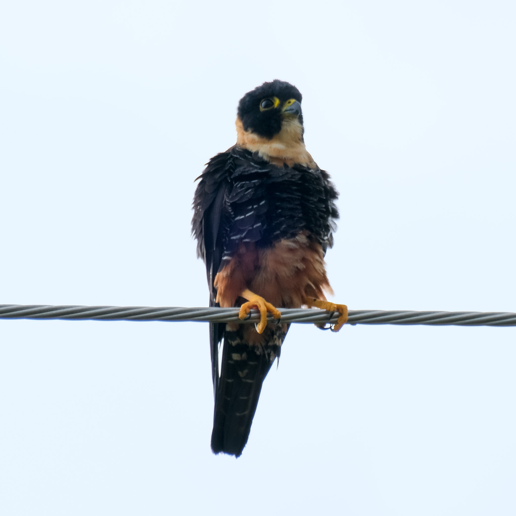 Bat Falcon from Canutama - State of Amazonas, Brazil on May 2, 2022 at ...