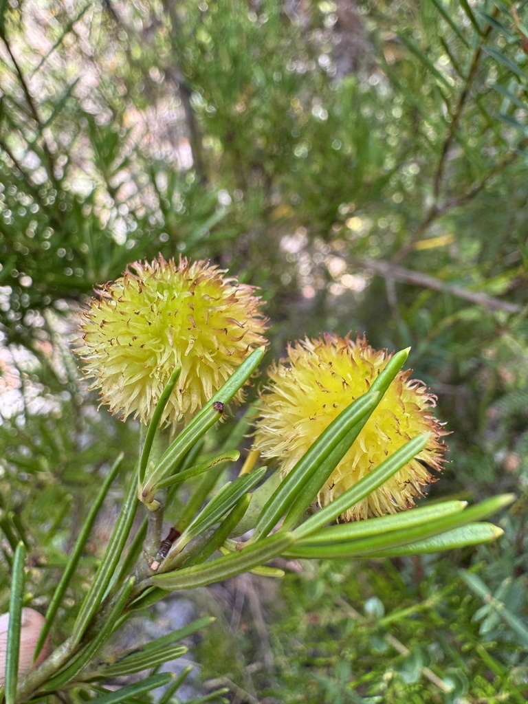 Wedding Bush from Croajingolong National Park, Wingan River, VIC, AU on ...