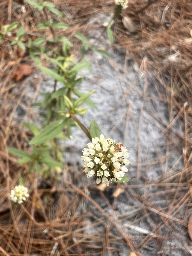shrubby false buttonweed from US-98, Lorida, FL, US on January 5, 2025 ...