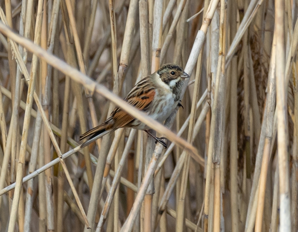 Reed Bunting from Општина Опово, Србија on January 5, 2025 at 11:05 AM ...