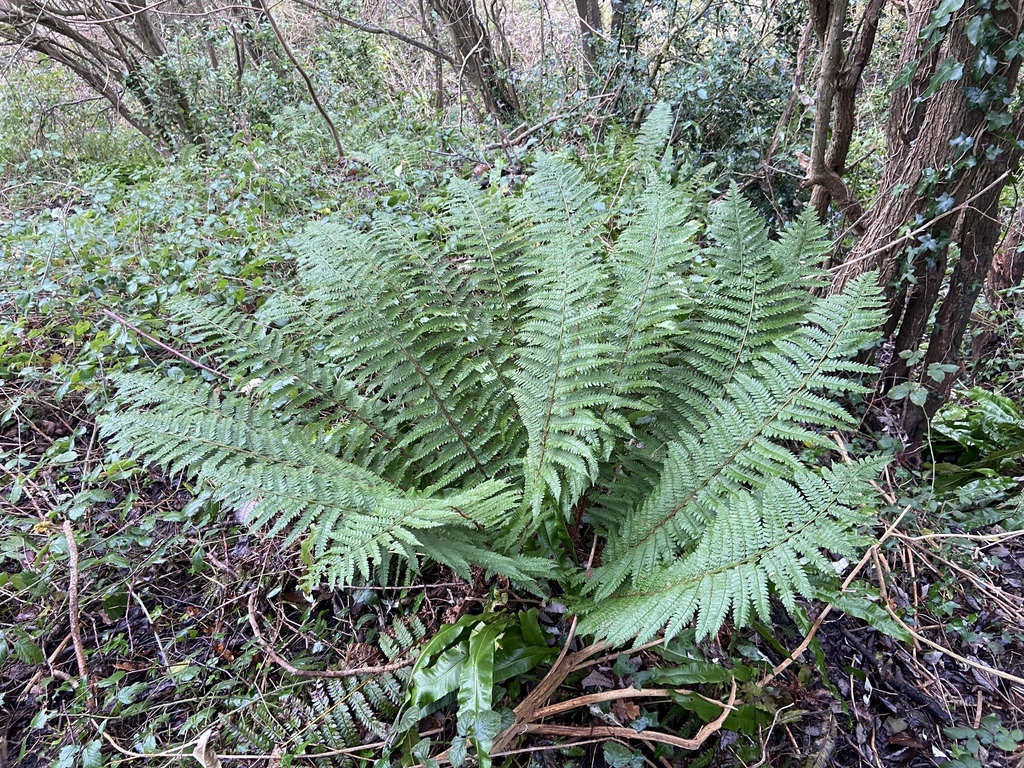 soft shield fern from Troopers Hill Nature Reserve, Bristol, England ...