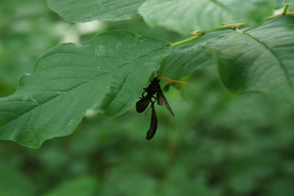 Ichneumonid Wasps from Richfield, MN, USA on July 12, 2019 at 12:01 PM ...