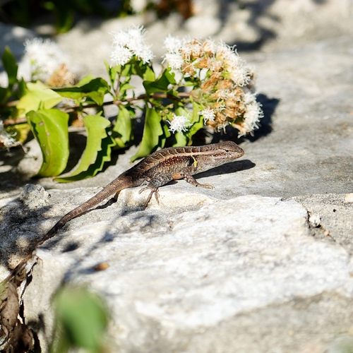 Rose-bellied Lizard (Sceloporus variabilis) - Snakes and Lizards