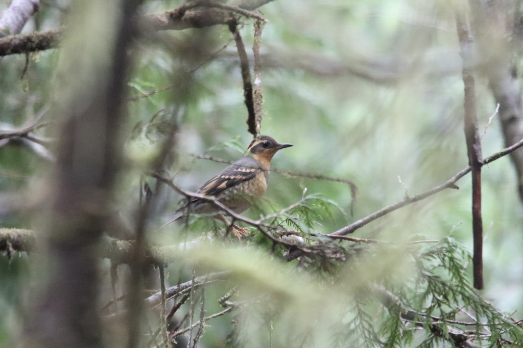 Varied Thrush from Pacific Rim National Park Reserve, Alberni-Clayoquot ...