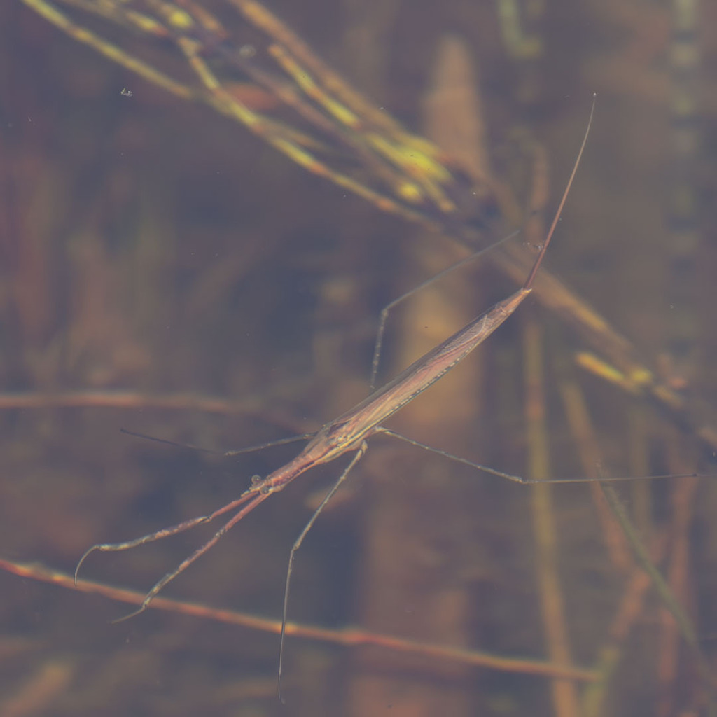 Eurasian Water Stick Insect from Düdingen, Switzerland on August 7 ...