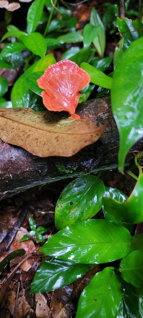 Cinnabar Bracket from Macca Bite, Bastimento, Provincia de Bocas del ...