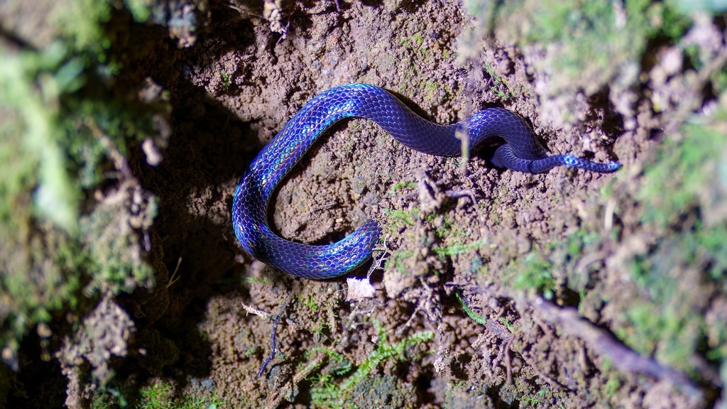 Latin American Earth Snakes from Turrialba, Cartago, CR on January 5 ...