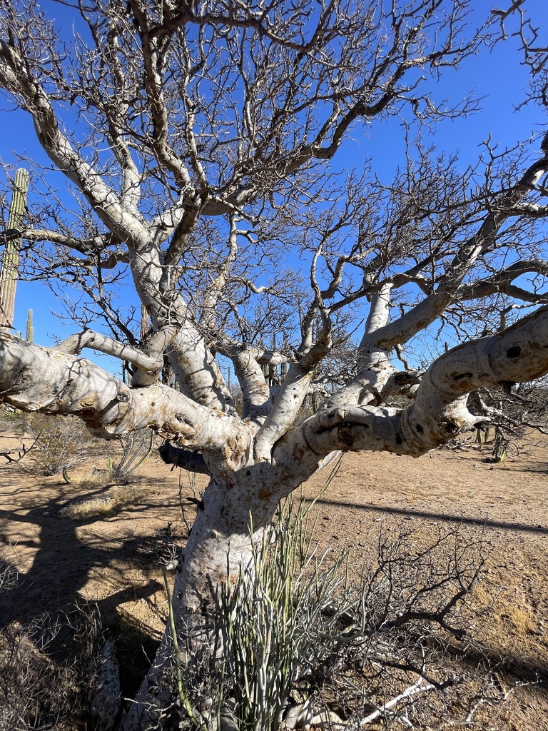 Baja Elephant Tree from Valle de los Cirios, Ensenada, B.C., MX on ...