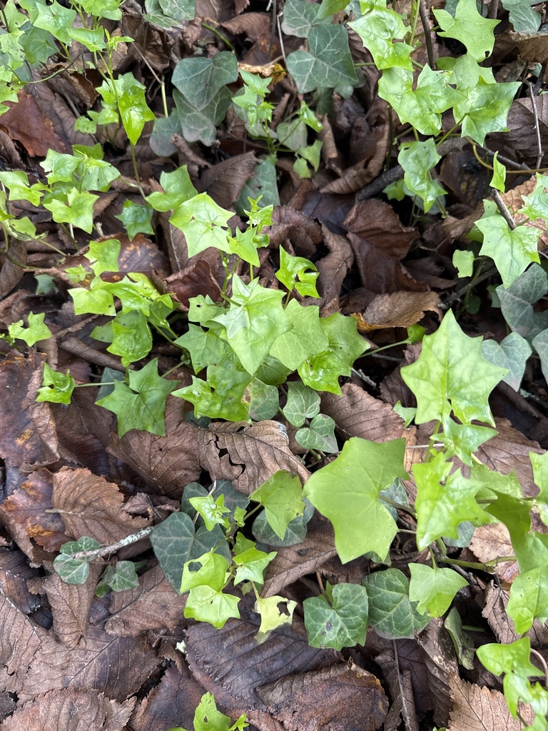 Cape-ivy from Crosstown Trail, San Francisco, CA, US on January 5, 2025 ...