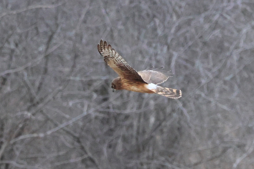 Northern Harrier from Brampton, ON, Canada on January 5, 2025 at 09:56 ...