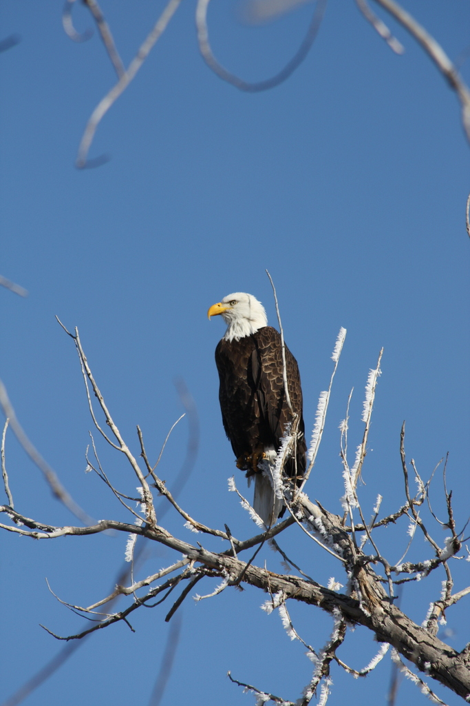 Bald Eagle from Arapahoe County, CO, USA on January 5, 2025 at 02:45 PM ...
