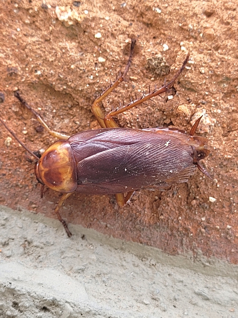 American Cockroach from Castropol, El Poblado, Medellín, El Poblado ...