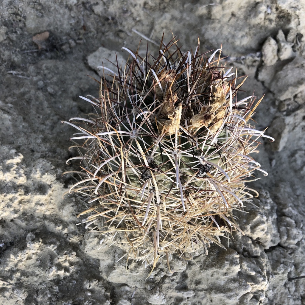 Brack's Fishhook Cactus in July 2019 by JD McCoy · iNaturalist