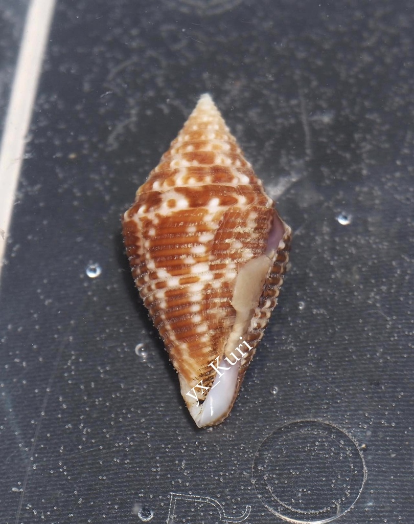 Sharp-angled Cone in December 2024 by yx_kuri. Trolled 60m, off Shanwei ...