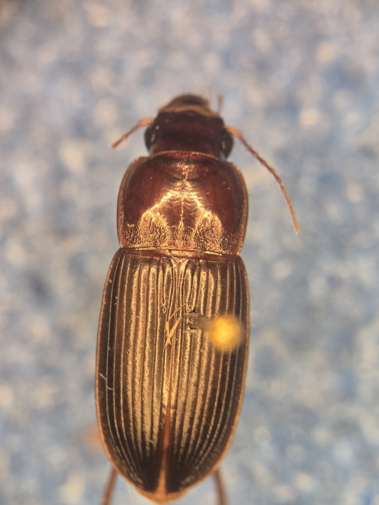 Pseudoophonus from Erie, PA 16505, USA on August 9, 2023 by Tyler ...