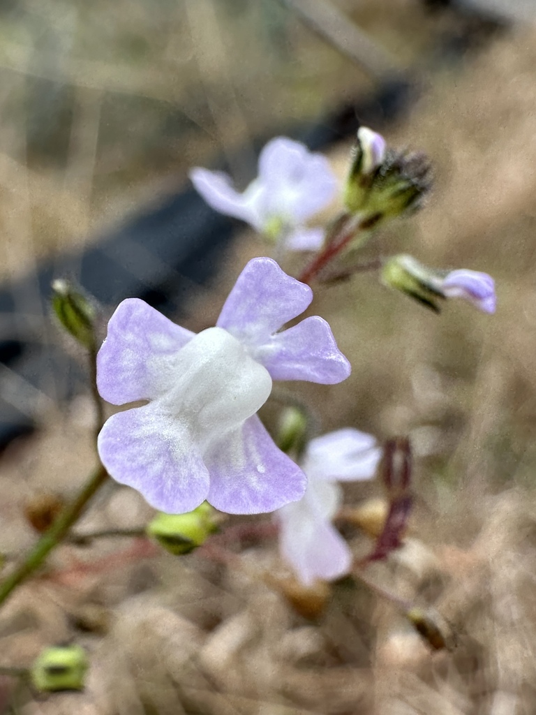 Florida toadflax in December 2024 by Matt Berger · iNaturalist