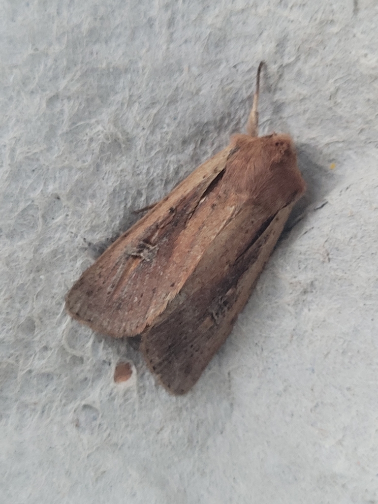 Ichneutica atristriga from Stewart Island / Rakiura 9818, New Zealand ...