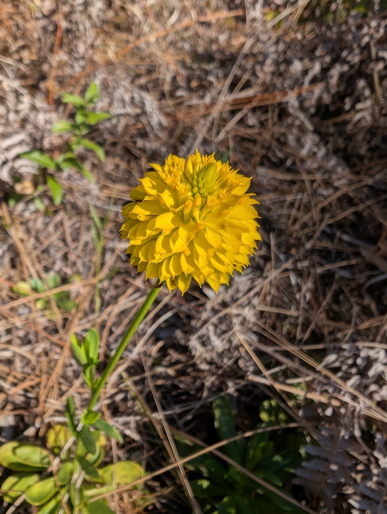 Yellow Bachelor's Button from Alva, FL 33920, USA on January 5, 2025 at ...
