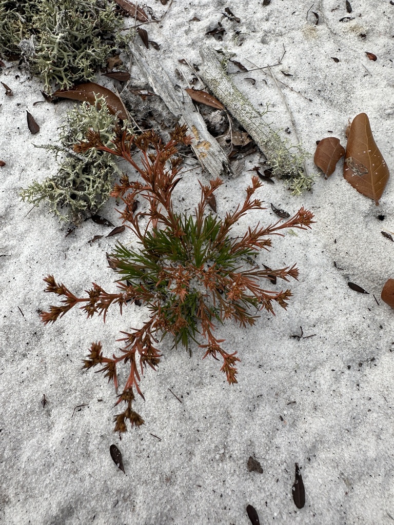 Rust Weed in December 2024 by Matt Berger · iNaturalist