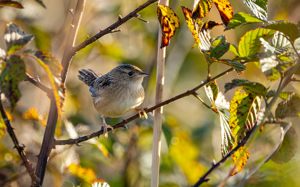 Sedge Wren from Marion County, IL, USA on October 9, 2023 at 08:12 AM ...
