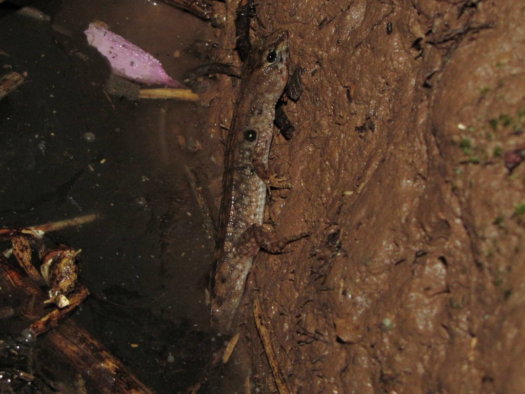 Common Stream Lizard from Mariscal Cáceres, Perú on March 10, 2011 at ...