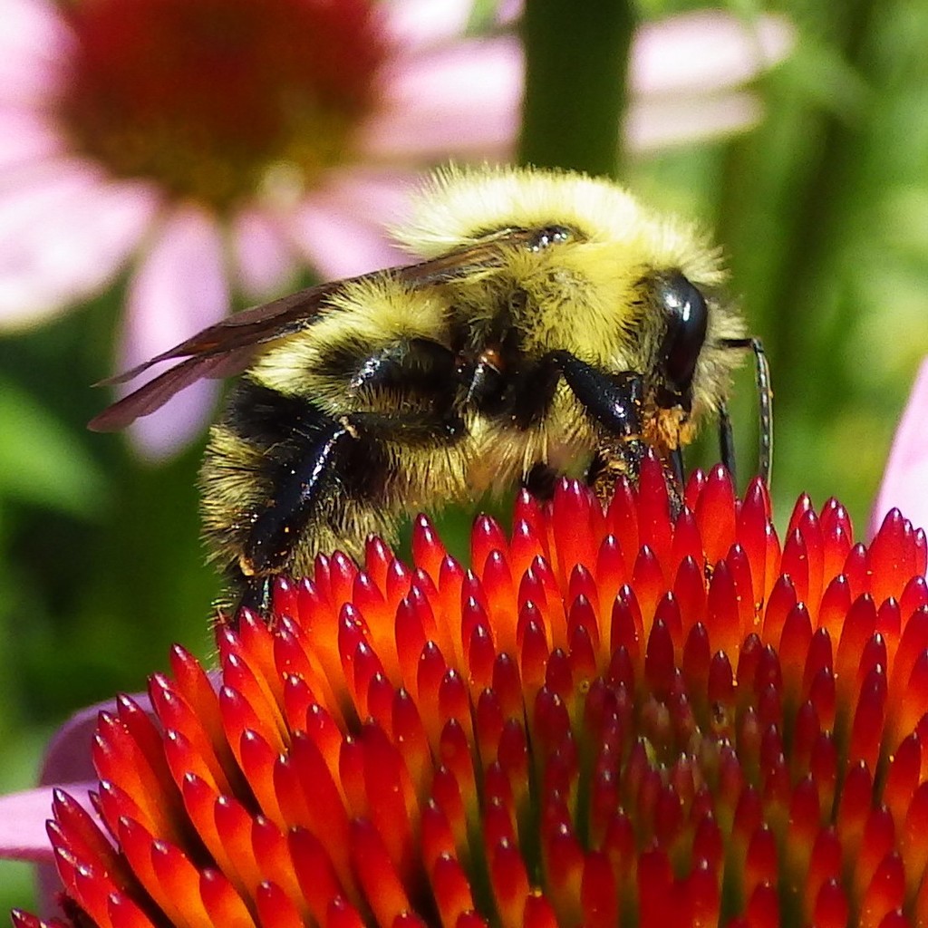 Two-spotted Bumble Bee from Fitzgerald Rd, Burdett, NY 14818, USA on ...