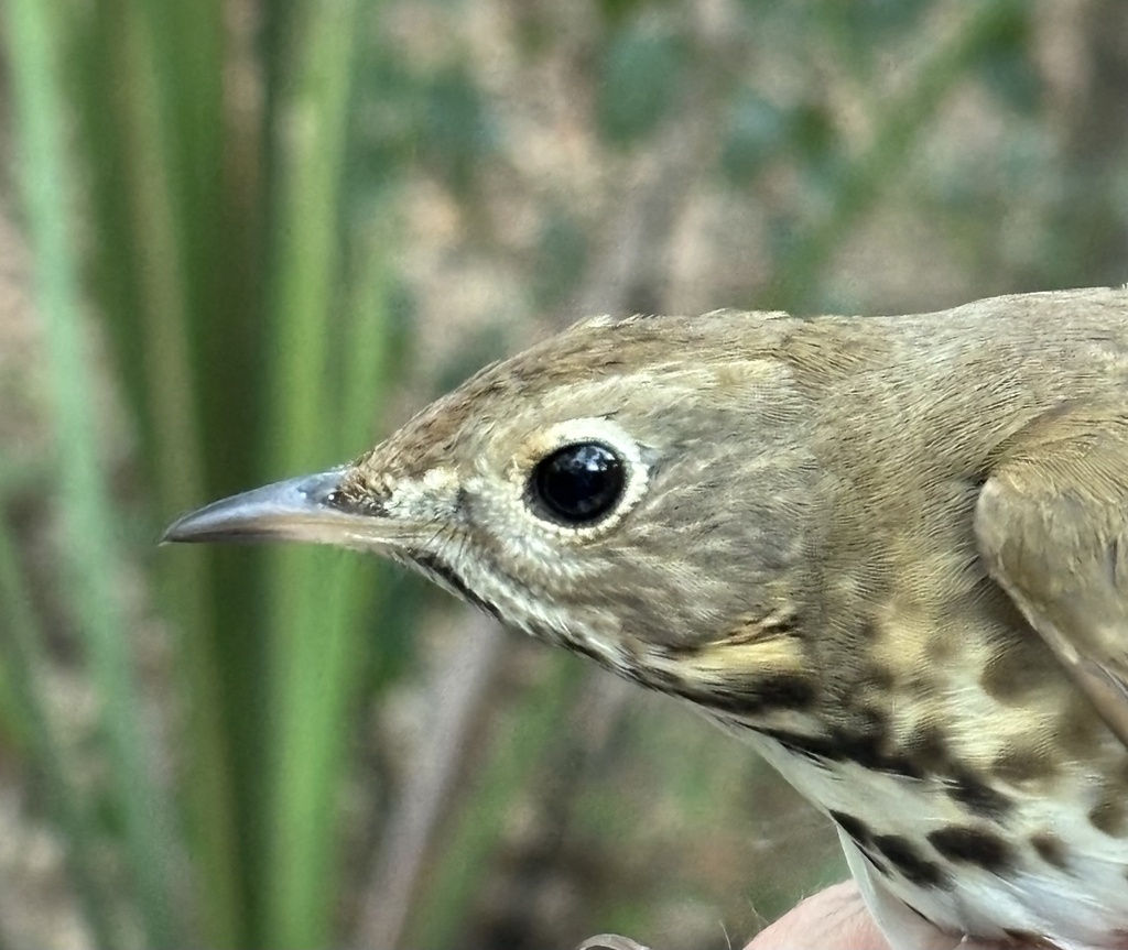 Hermit Thrush from Lake Lotus Park, Altamonte Springs, FL, US on ...