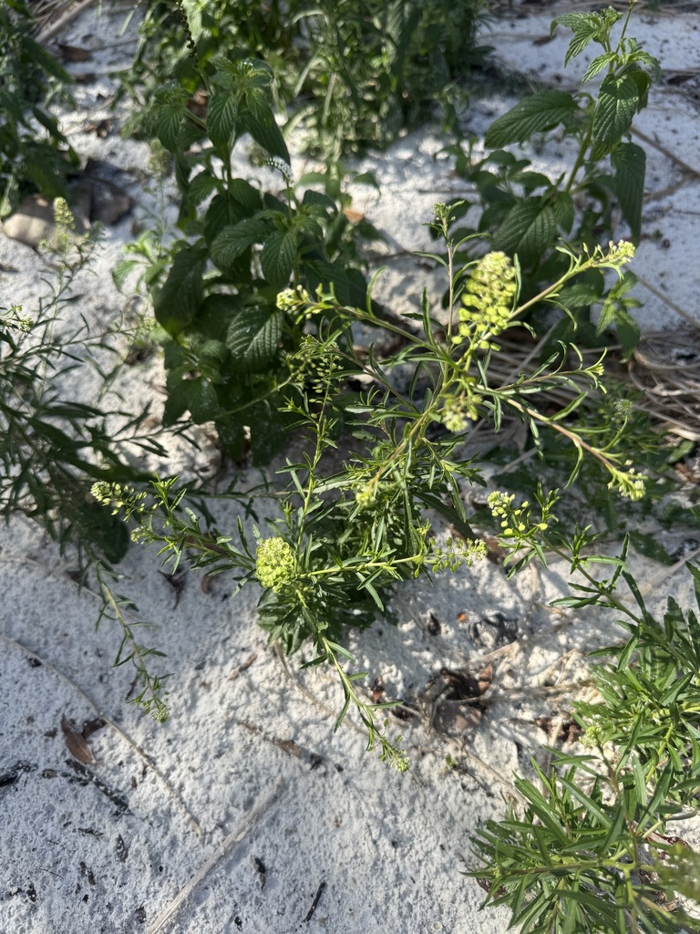 Virginia pepperweed from Longboat Key, FL, USA on January 2, 2025 at 02 ...