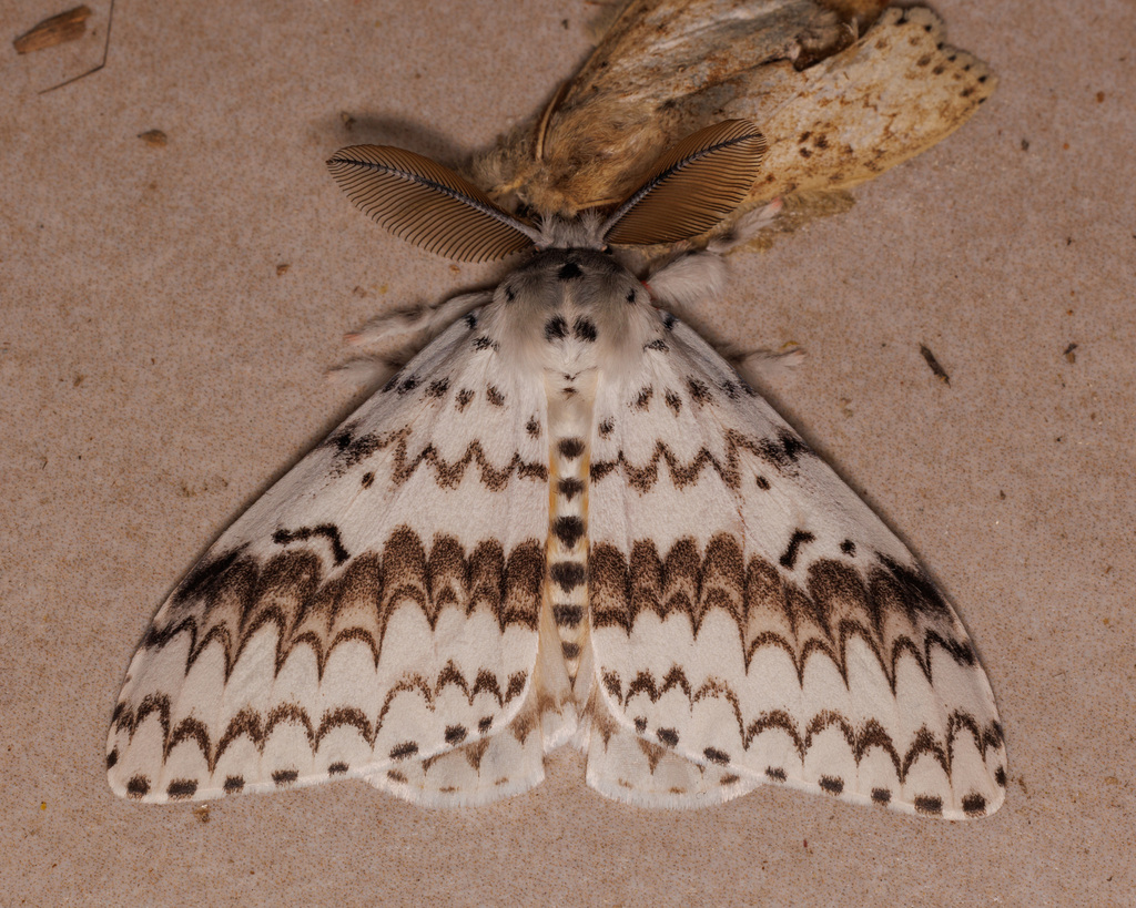 Lymantria brotea from Bukit Fraser, 49000 Bukit Fraser, Pahang ...