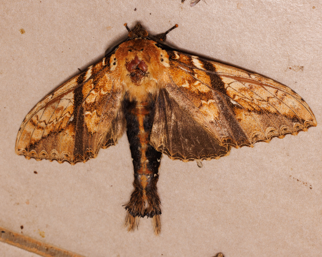 Dudusa from Bukit Fraser, 49000 Bukit Fraser, Pahang, Malaysia on ...