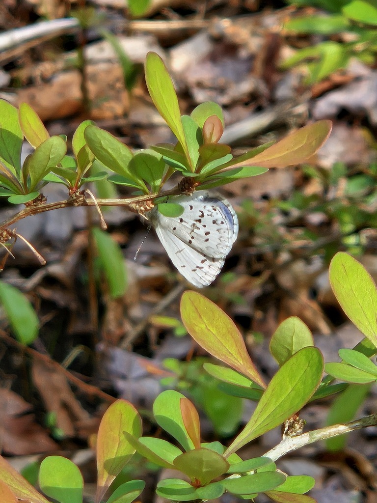 Spring Azure from North Stonington, CT, USA on April 28, 2024 at 04:28 ...