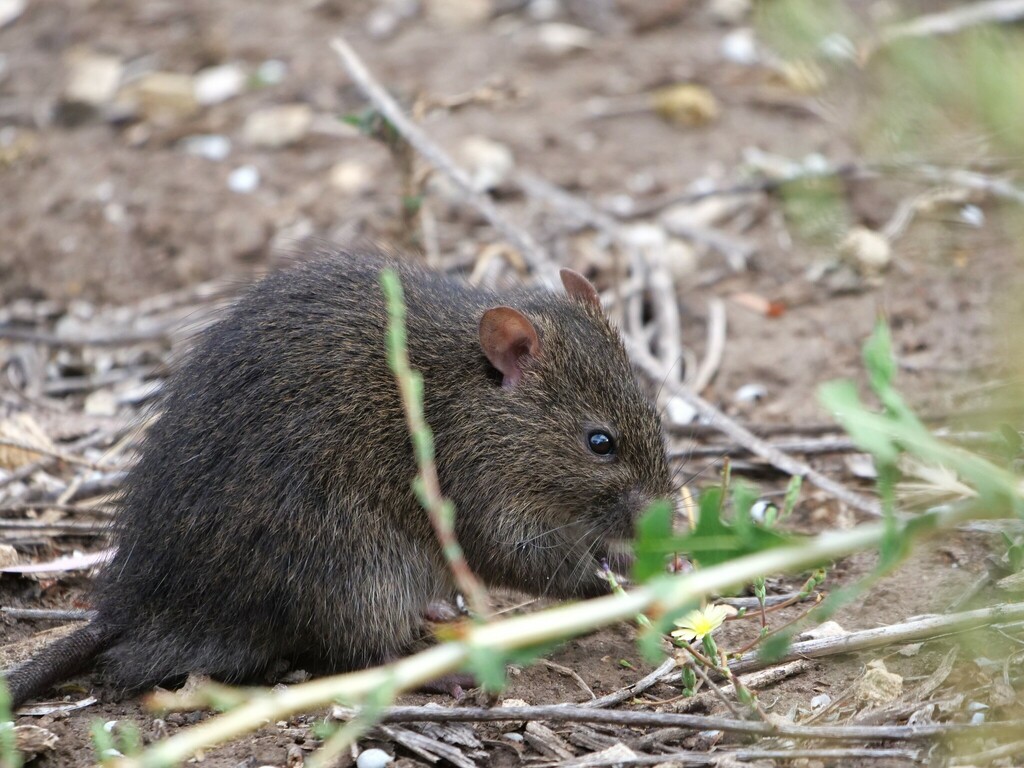 Australian Swamp Rat from Strathalbyn SA 5255, Australia on January 05 ...