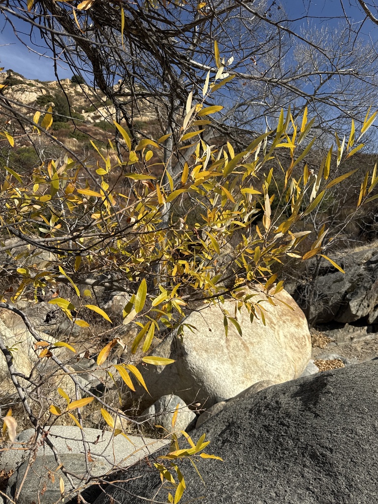 red willow from San Diego County, Cleveland National Forest, US-CA, US ...