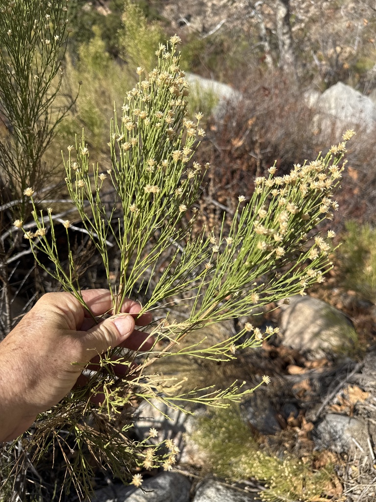 Desert Broom from San Diego County, Cleveland National Forest, US-CA ...