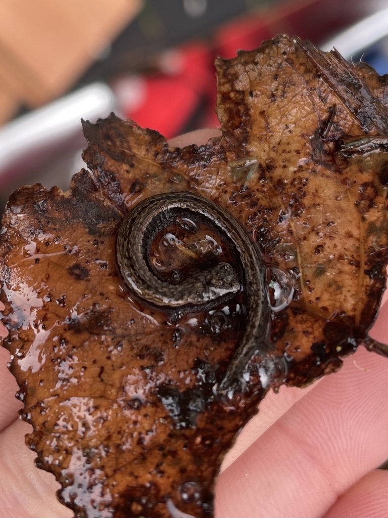 California Slender Salamander from Beith Ct, Arcata, CA, US on January ...