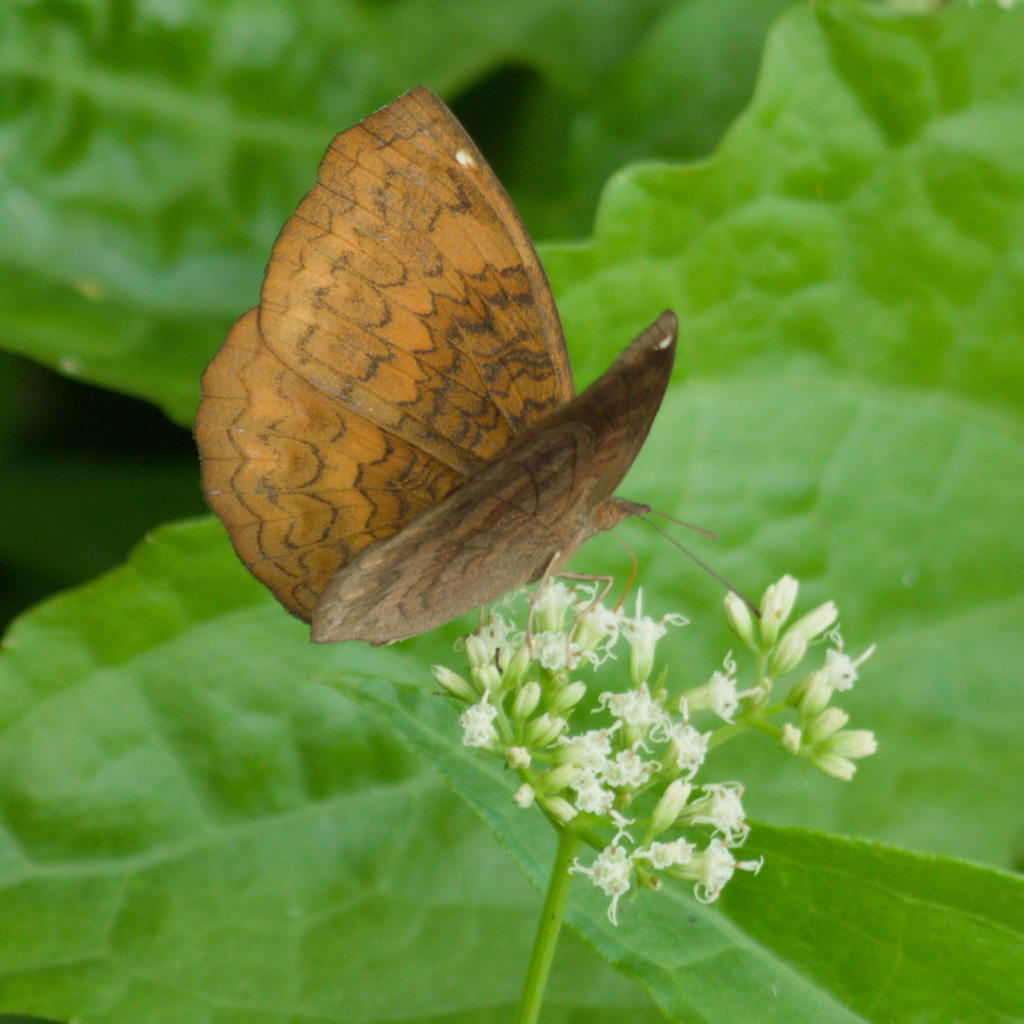 Common Castor Butterfly from Dhapa, Kolkata, West Bengal, India on ...