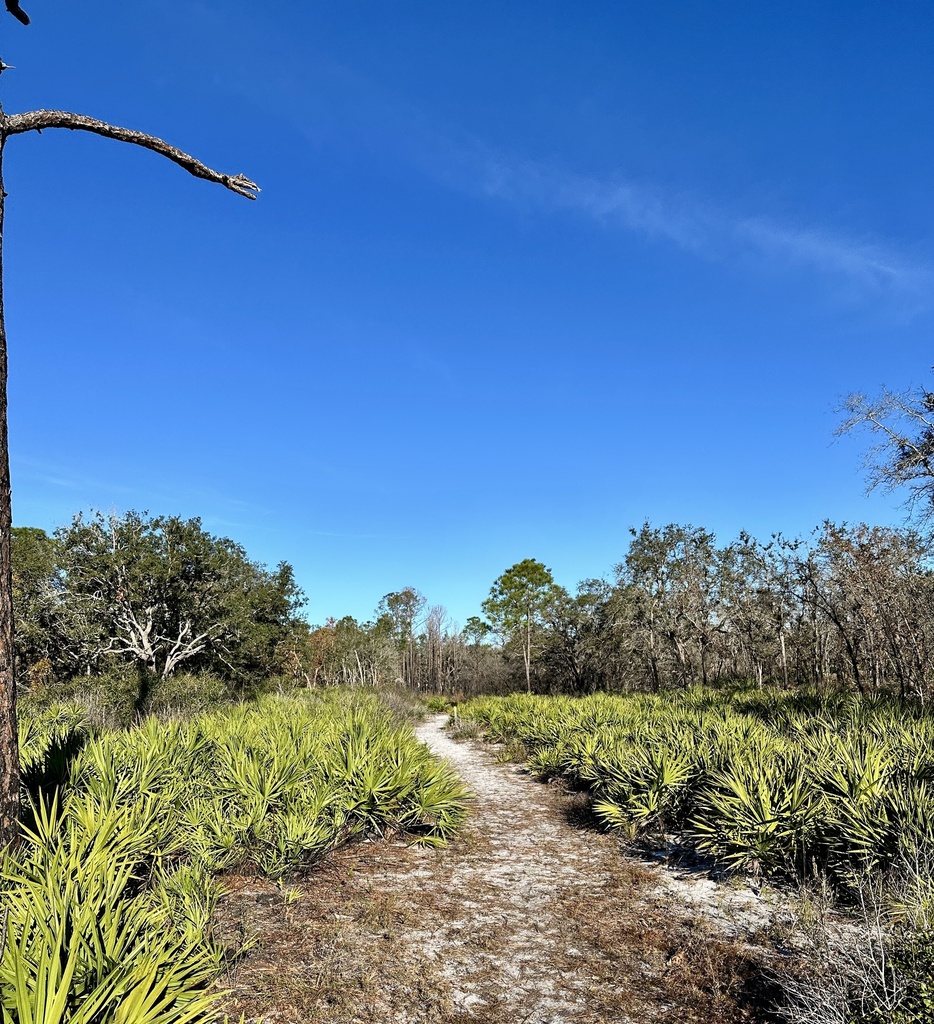 saw palmetto from Lake Wales Ridge State Forest Trail, Frostproof, FL ...