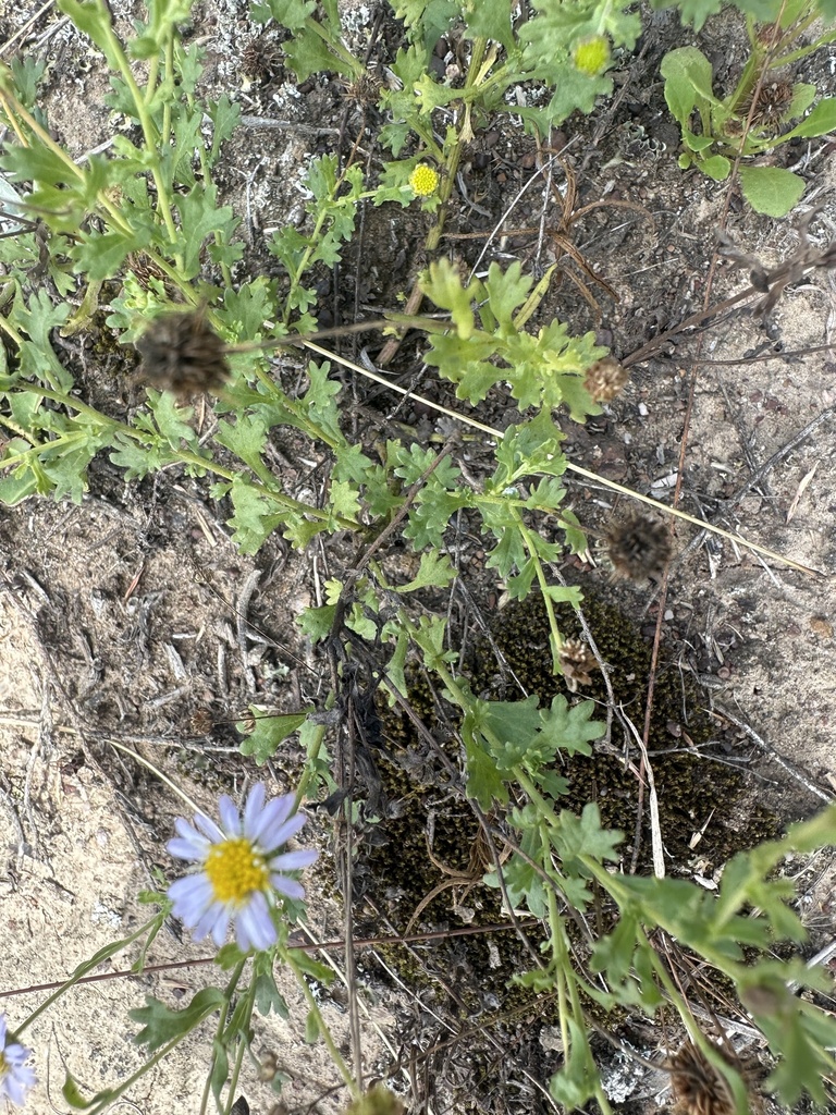 Purple Burr-daisy from Scheyville National Park, Scheyville, NSW, AU on ...